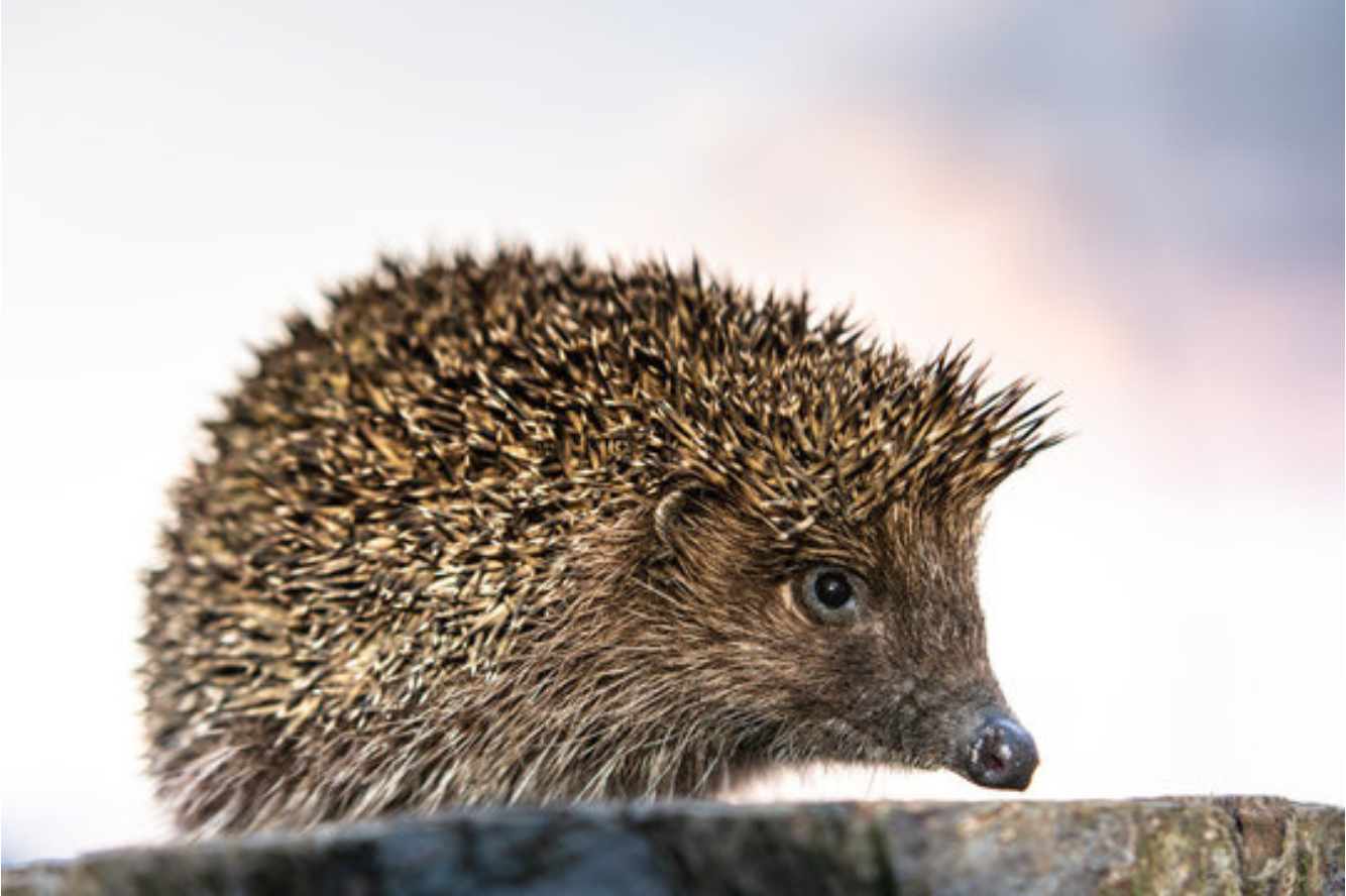 Renart and Chantecler: Two Animals that Shaped French Culture and ...